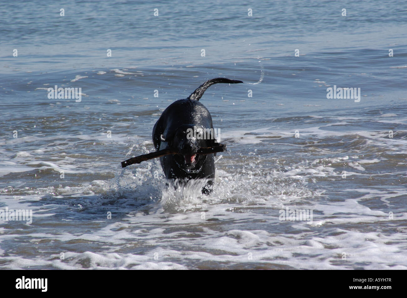 Black Labrador Retriever Stock Photo - Alamy