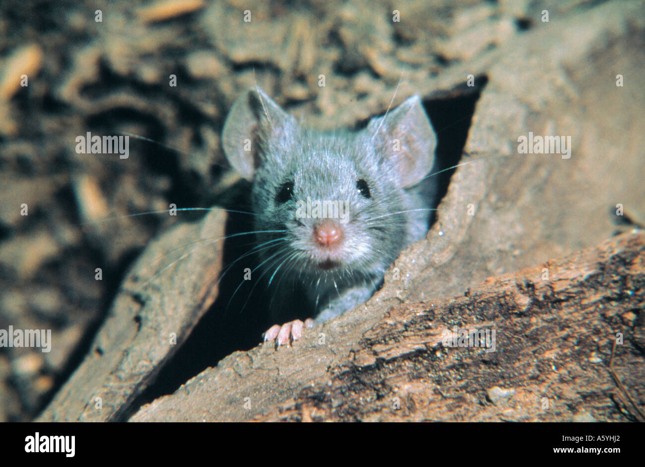 Mouse den hi-res stock photography and images - Alamy