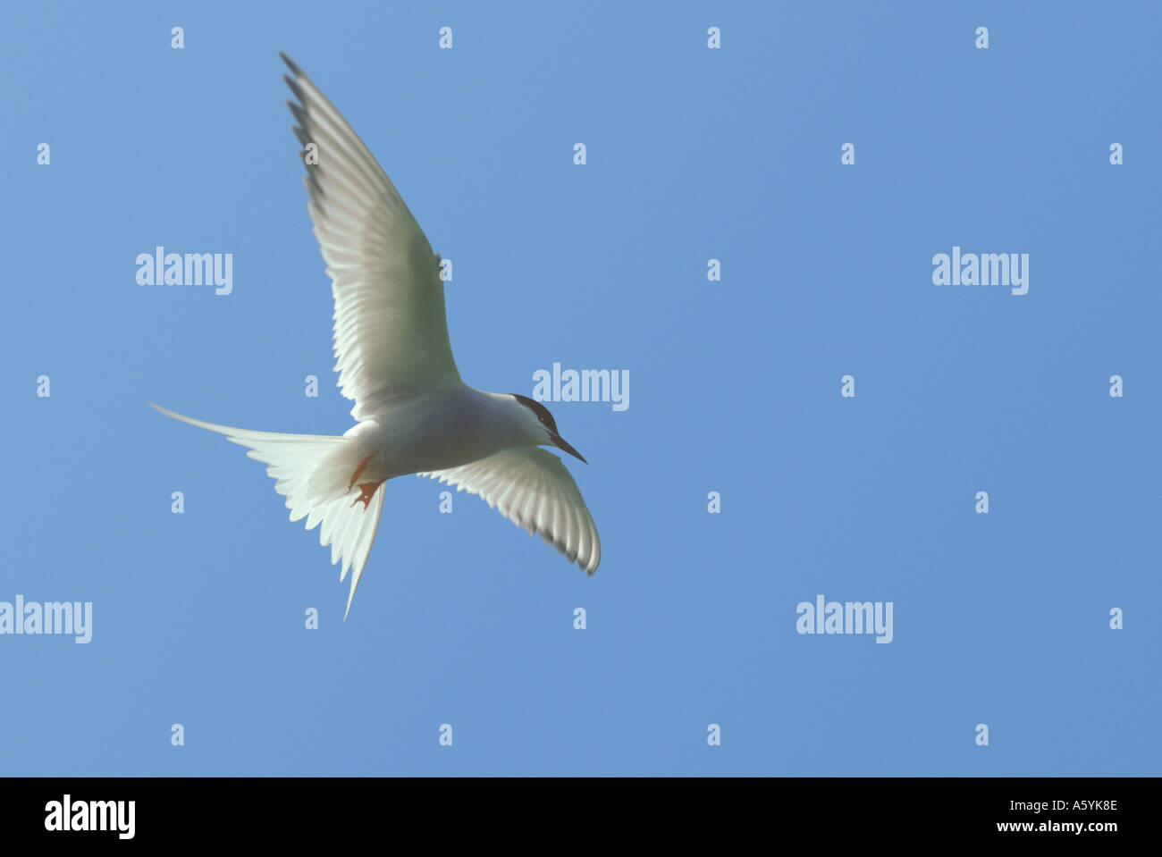 Common Tern flying Stock Photo - Alamy