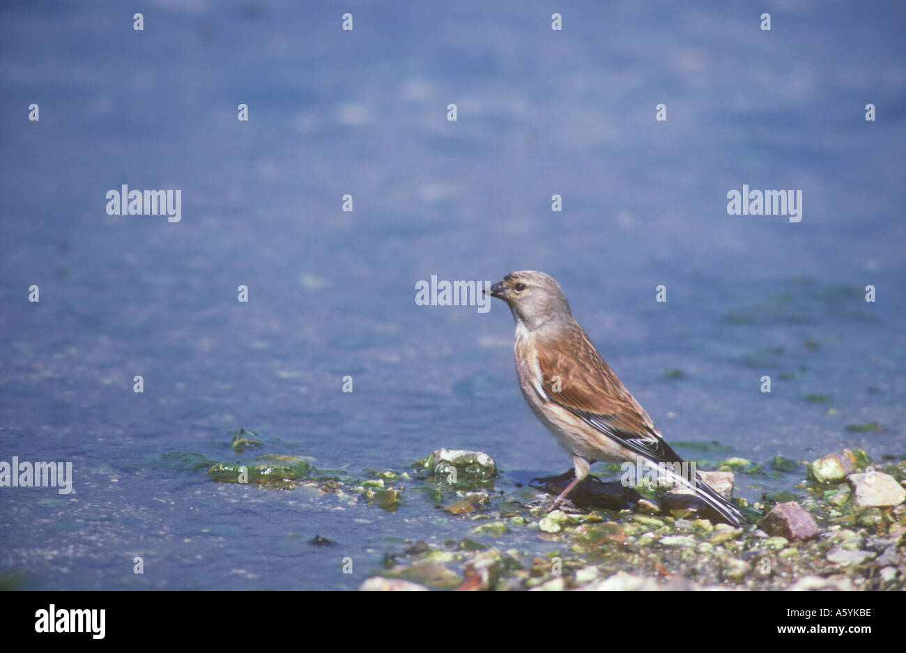 Linnet drinking from river Stock Photo - Alamy