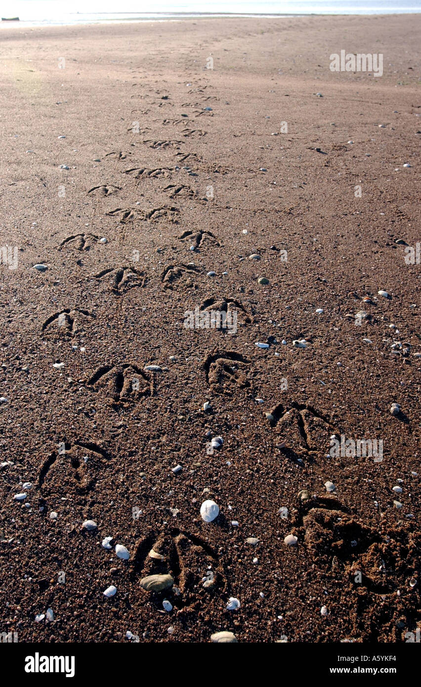 Bird Tracks in sand at beach Stock Photo - Alamy
