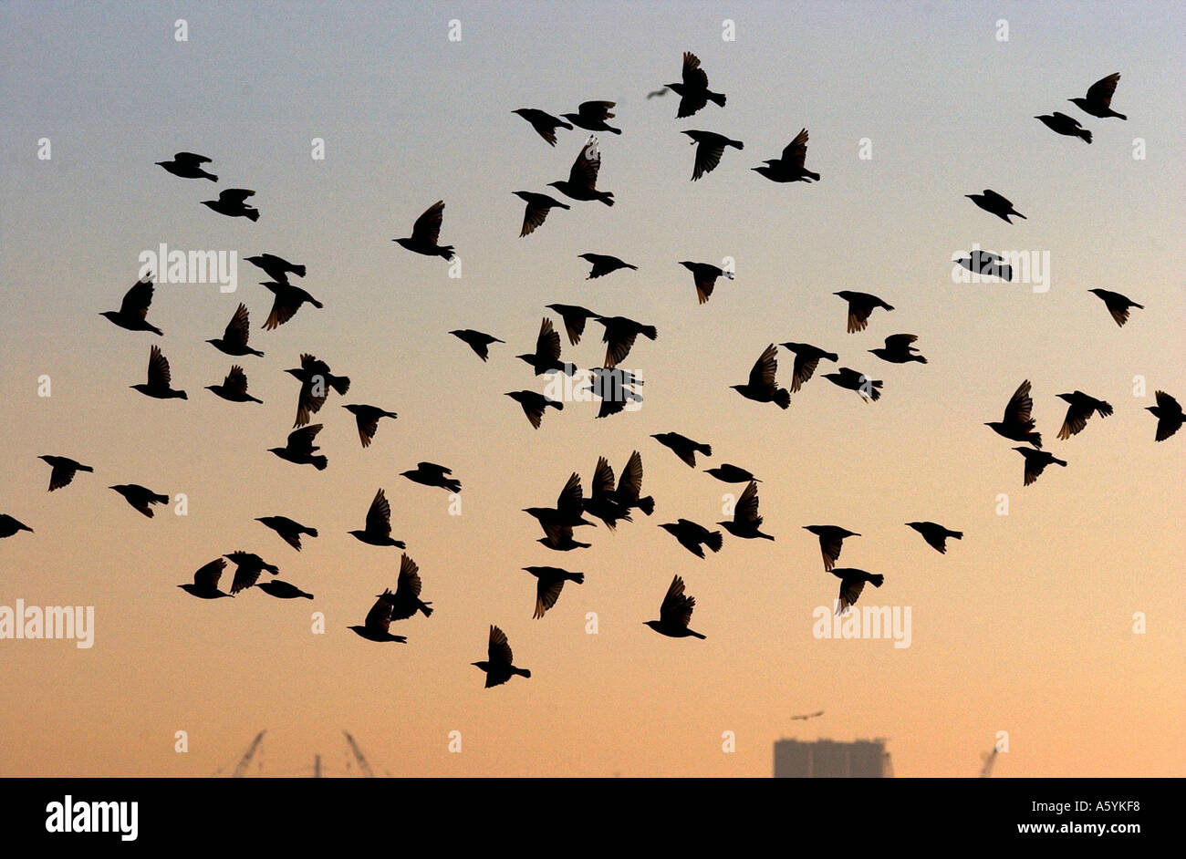 How birds fly hi-res stock photography and images - Alamy