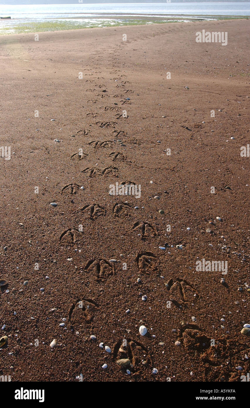 Bird Tracks in sand at beach Stock Photo - Alamy