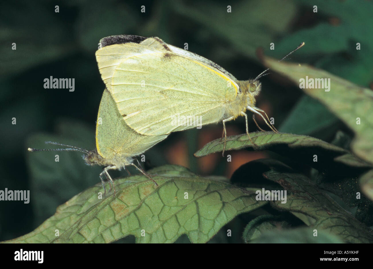 Butterflies of germany hi-res stock photography and images - Alamy