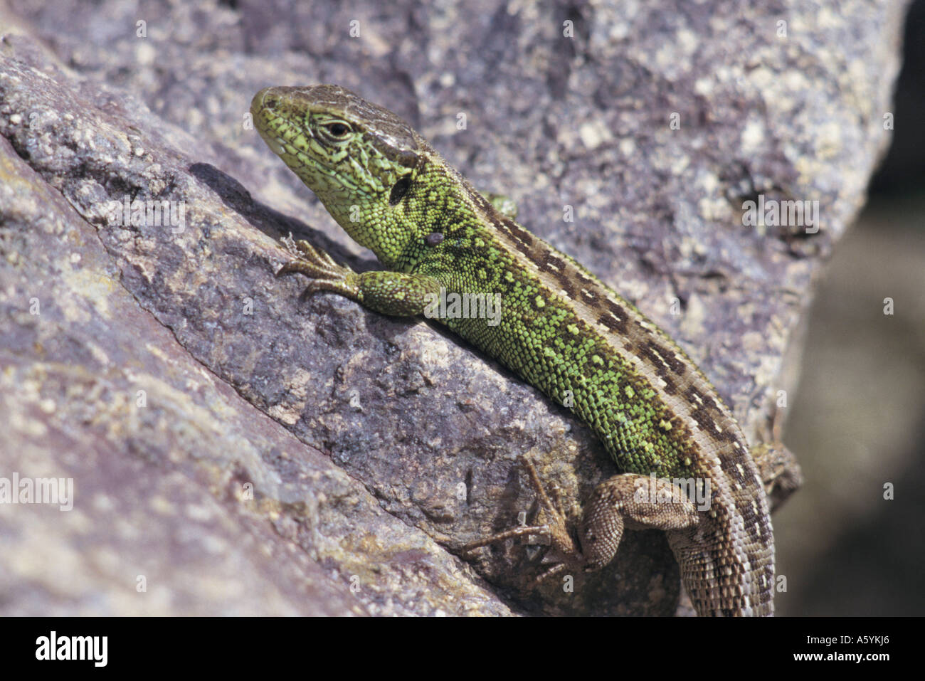 Lizards of germany hi-res stock photography and images - Alamy