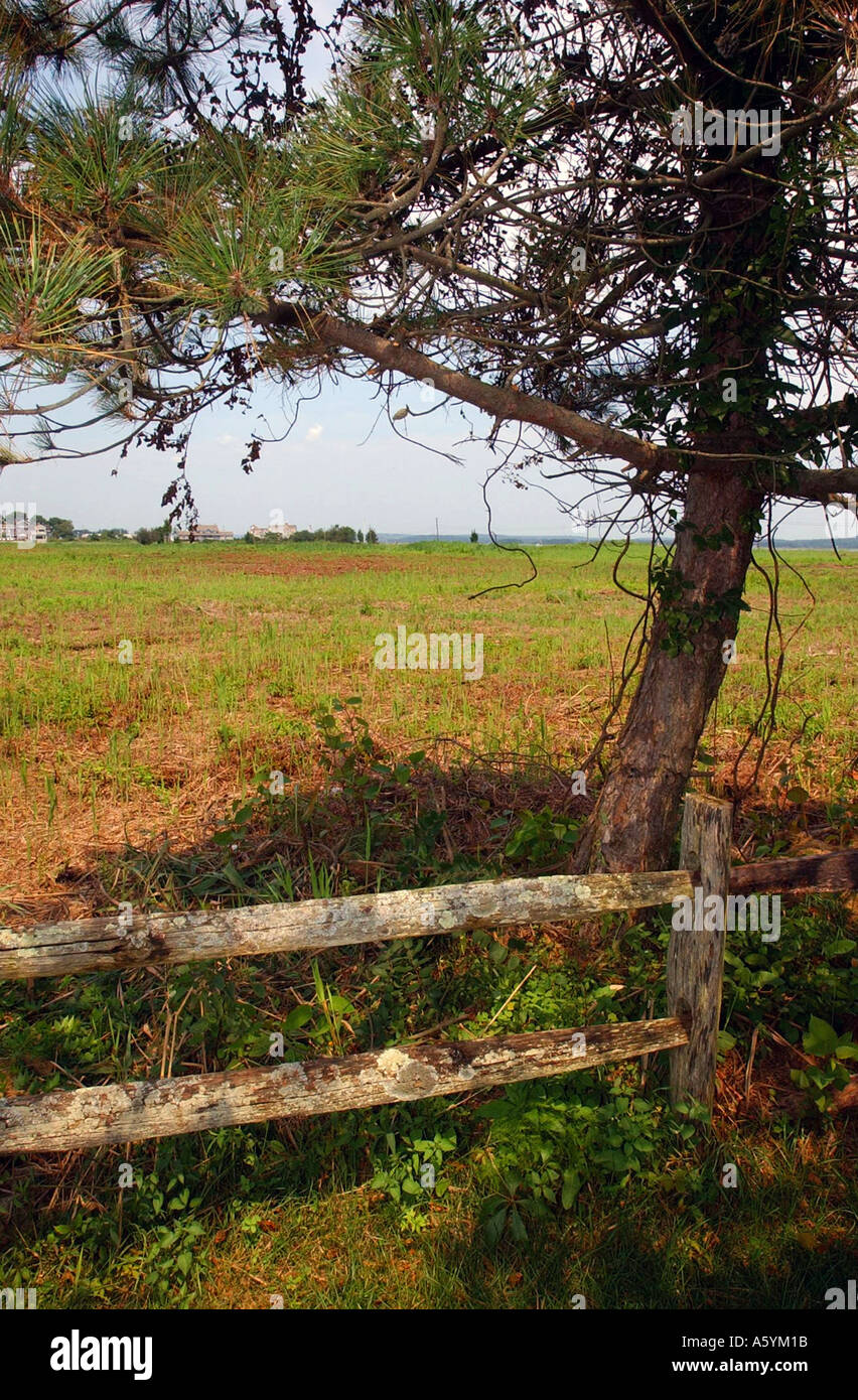 Tree fence and field simple landscape in color Stock Photo - Alamy