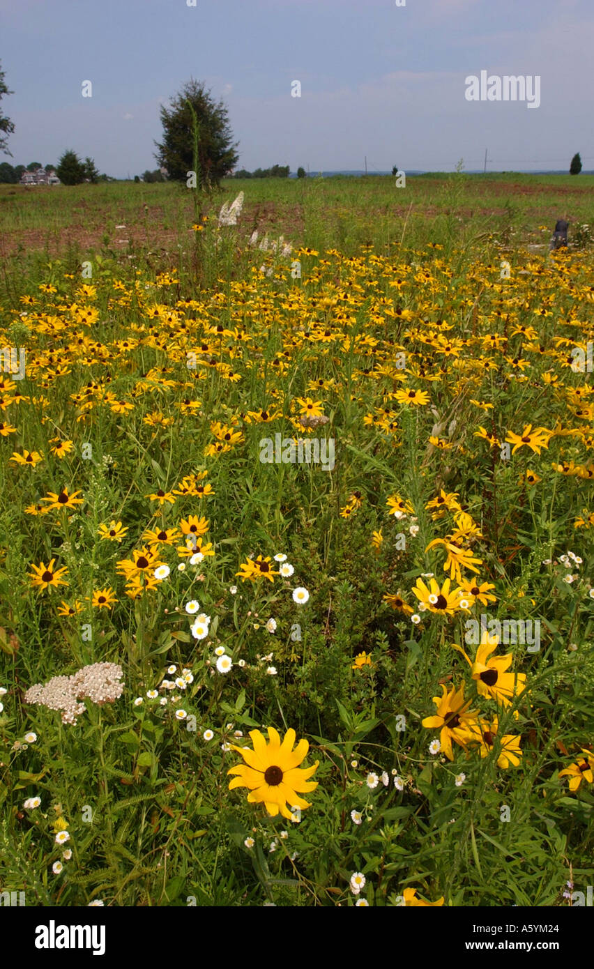 field of flowers daisies in a colorful landscape Stock Photo - Alamy