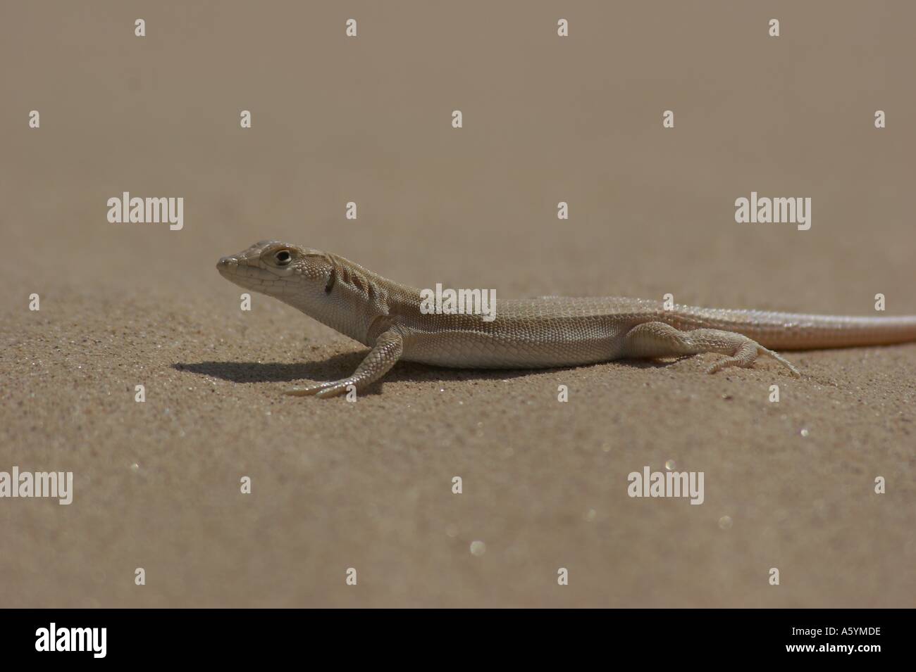 lizard in desert Stock Photo - Alamy