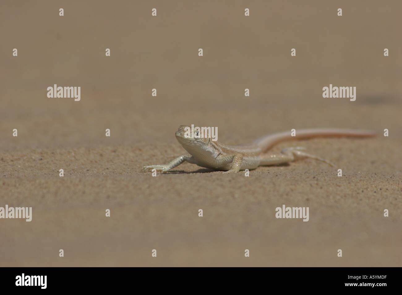 Lizards in the desert hi-res stock photography and images - Alamy