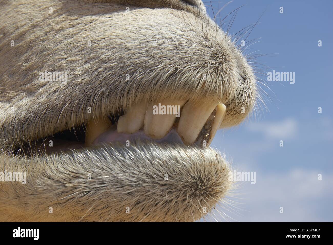 Camel tooth teeth camels hi-res stock photography and images - Alamy