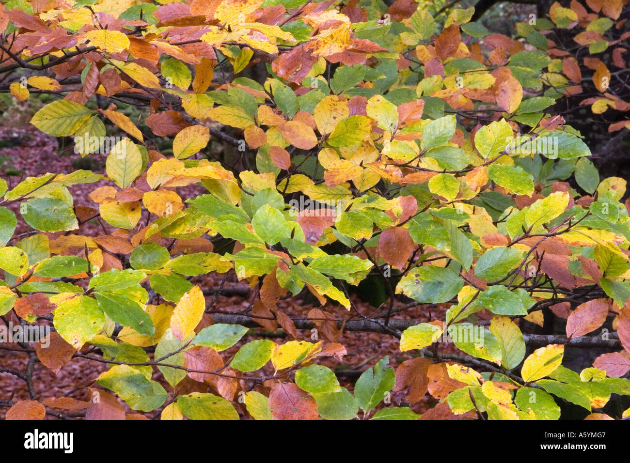 Beech leaves Fagus sylvatica Stock Photo - Alamy