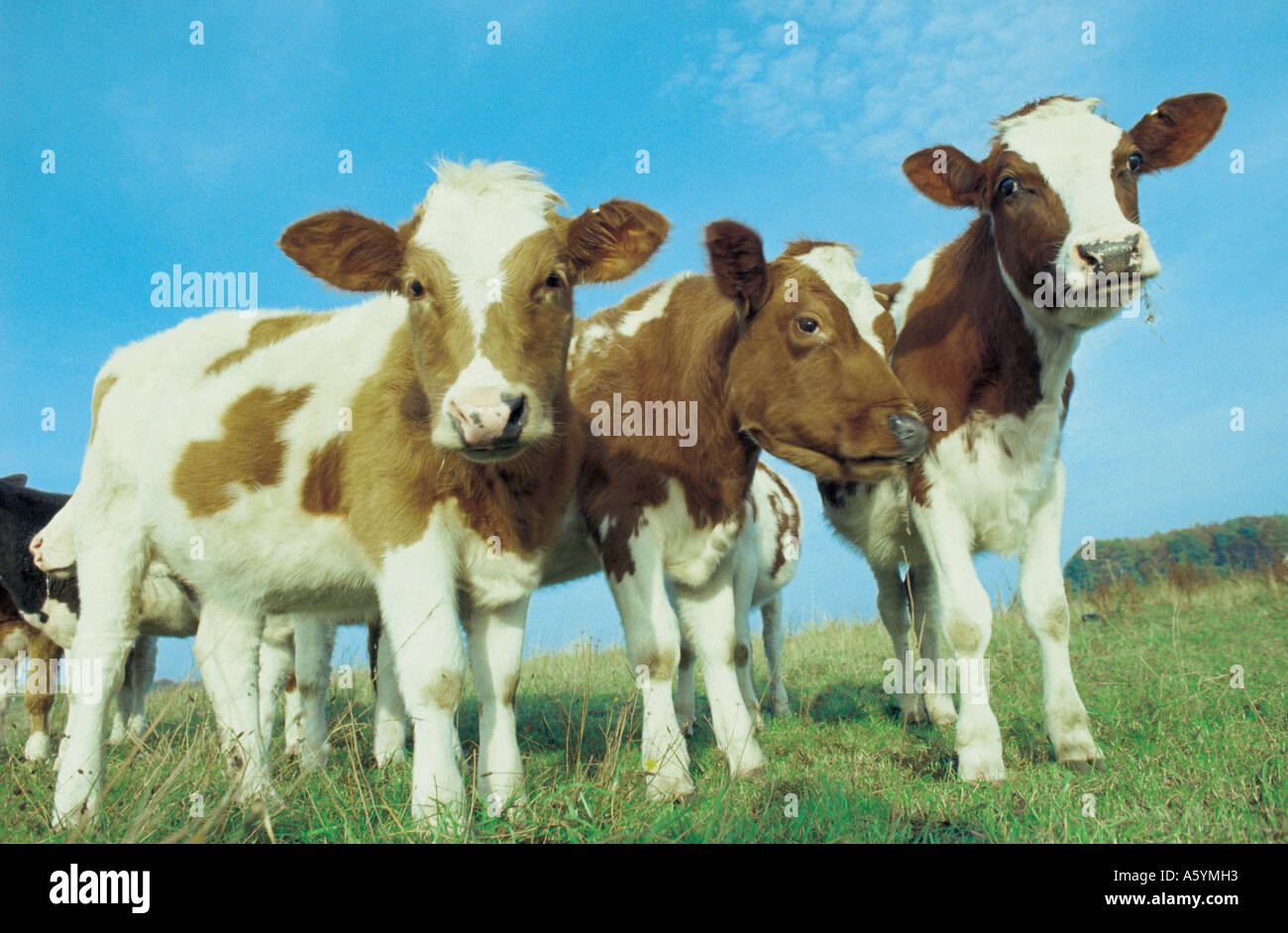Three cows hi-res stock photography and images - Alamy