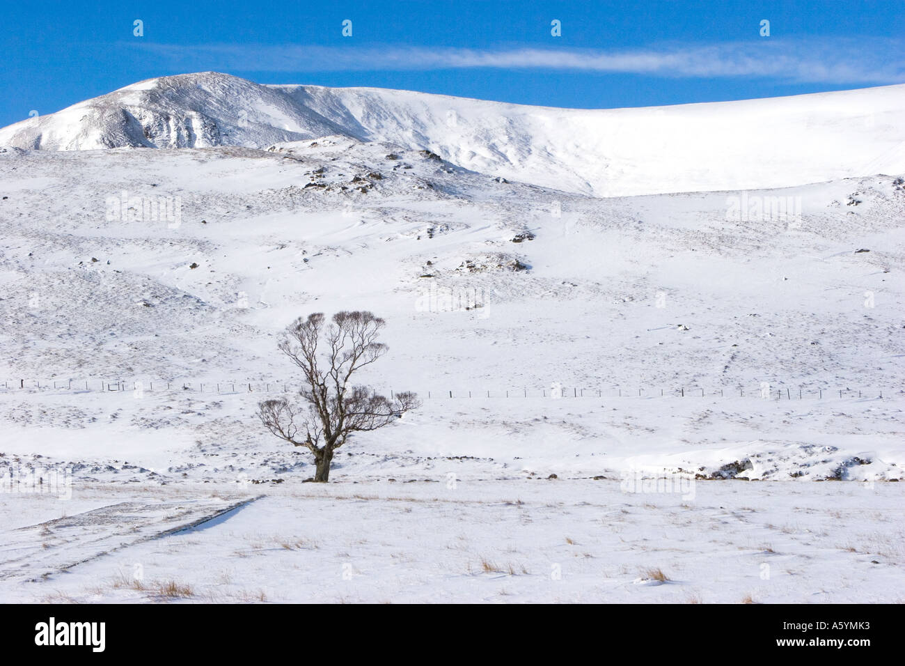 Single Birch Tree in Scottish winter scene with fresh snow on Cairngorm ...