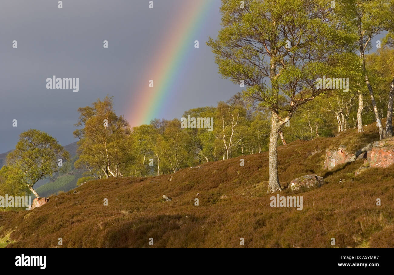 Scottish Highland scene - Rainbow and landscape over Birch Forest ...