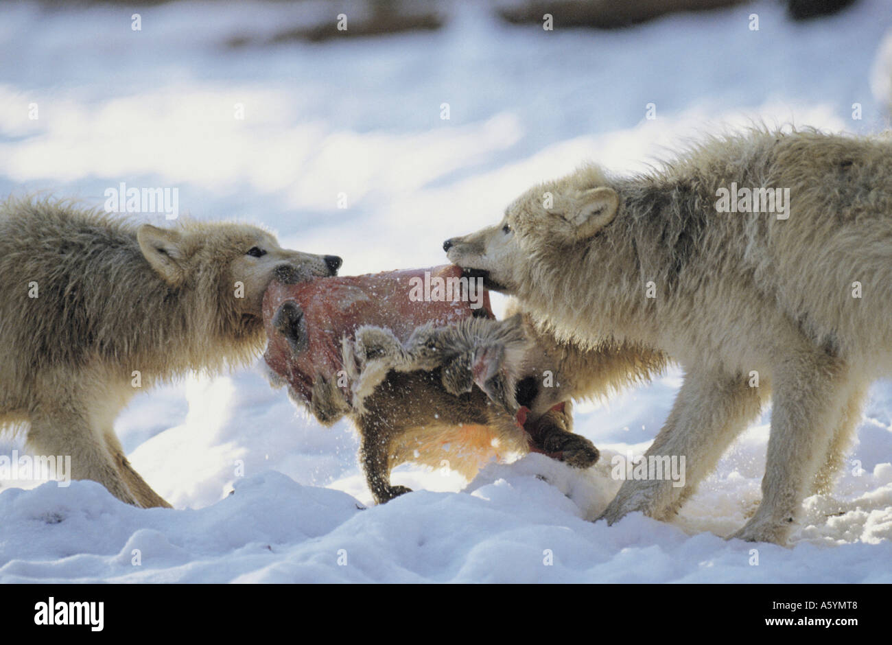 Two Arctic Wolves (Canis lupus arctos) quarreling for prey in snow ...