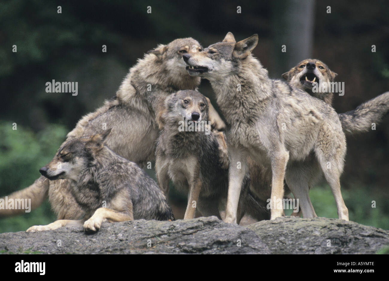 Gray wolves (Canis lupus) snarling in forest, Merzig, Germany Stock Photo - Alamy