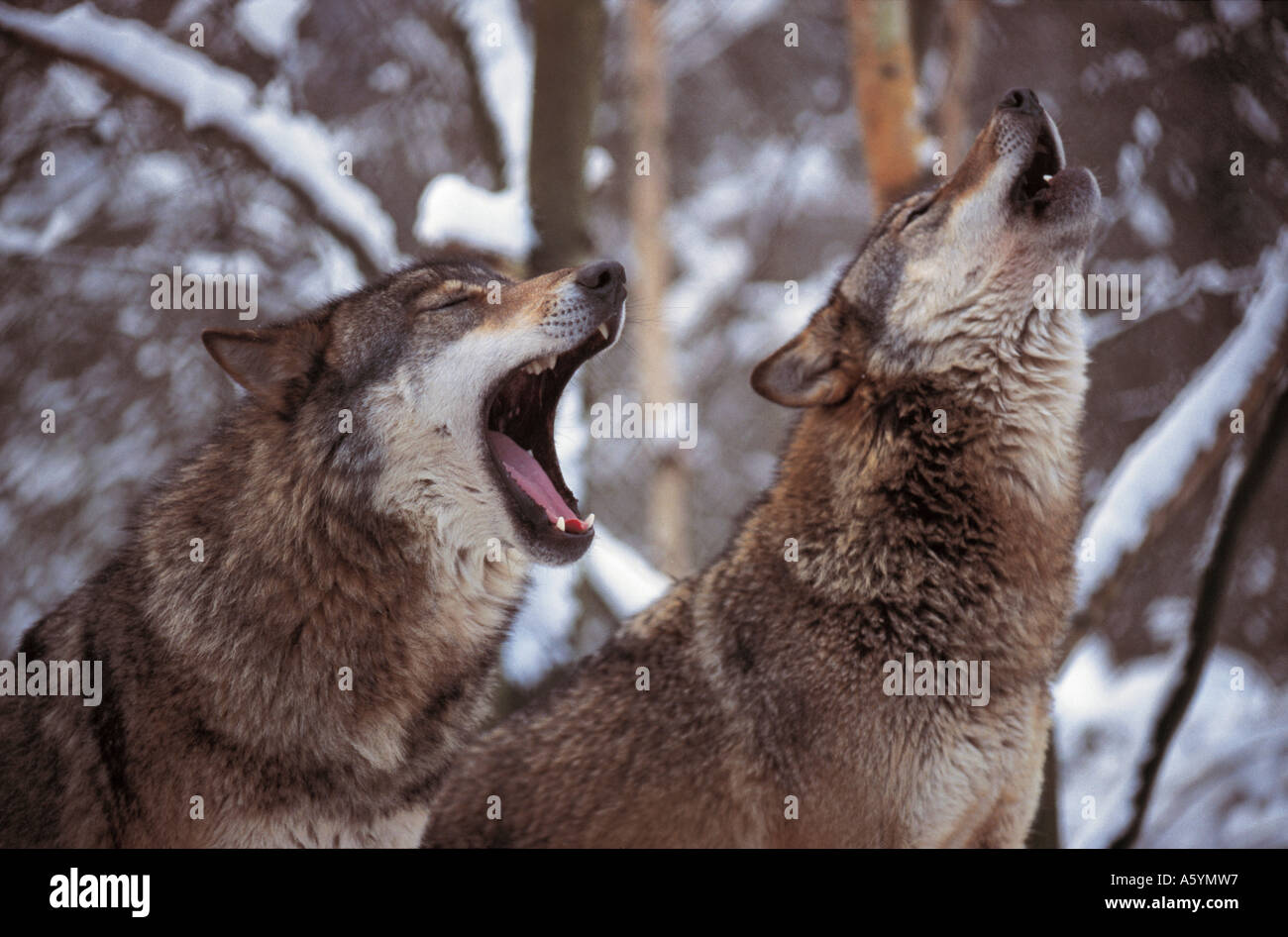 Two Gray wolves (Canis lupus) howling in forest, Merzig, Germany Stock ...