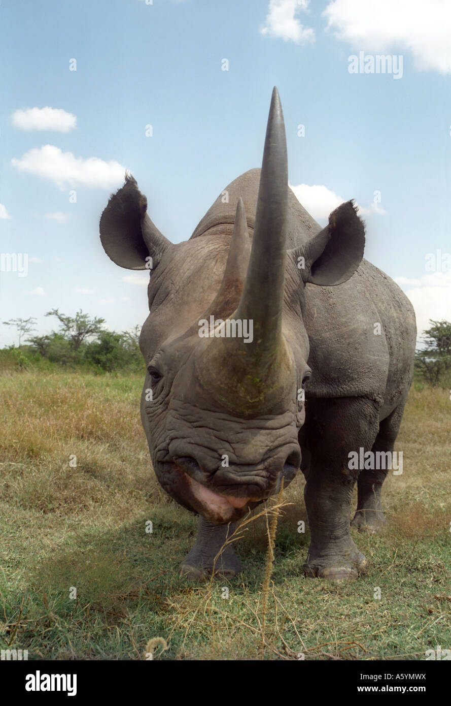 Wild Rhino, Kenya, East Africa Stock Photo - Alamy