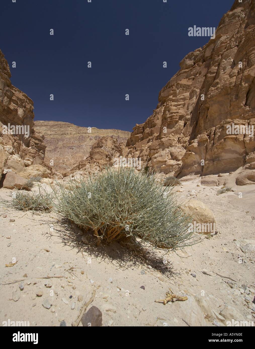 bush in Coloured Canyon in Sinai Stock Photo - Alamy