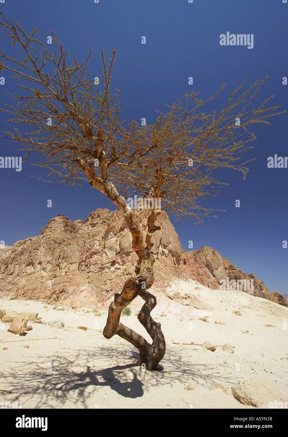 tree in Coloured Canyon in Sinai Stock Photo - Alamy