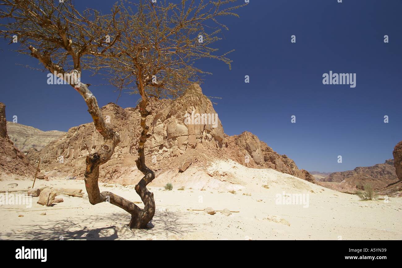 tree in Coloured Canyon in Sinai Stock Photo - Alamy