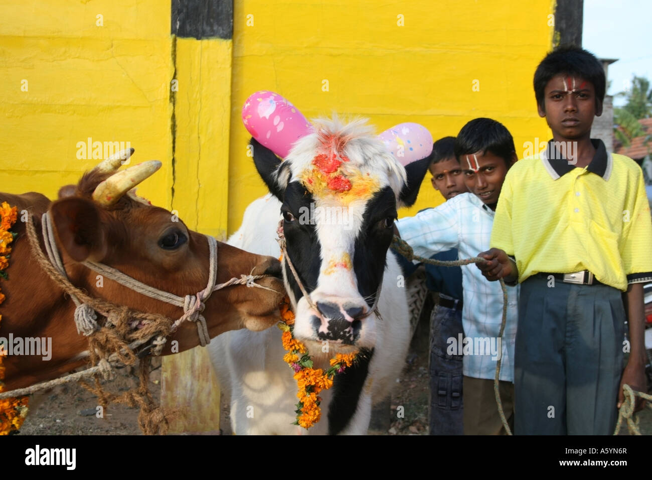 Boys show off their decorated cows in celebration of the hindu festival ...