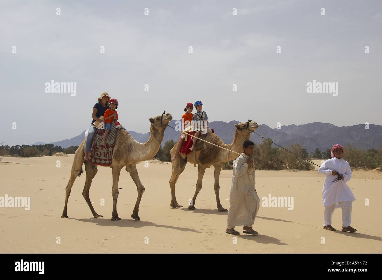 hippo therapy with camel / camel riding Stock Photo - Alamy
