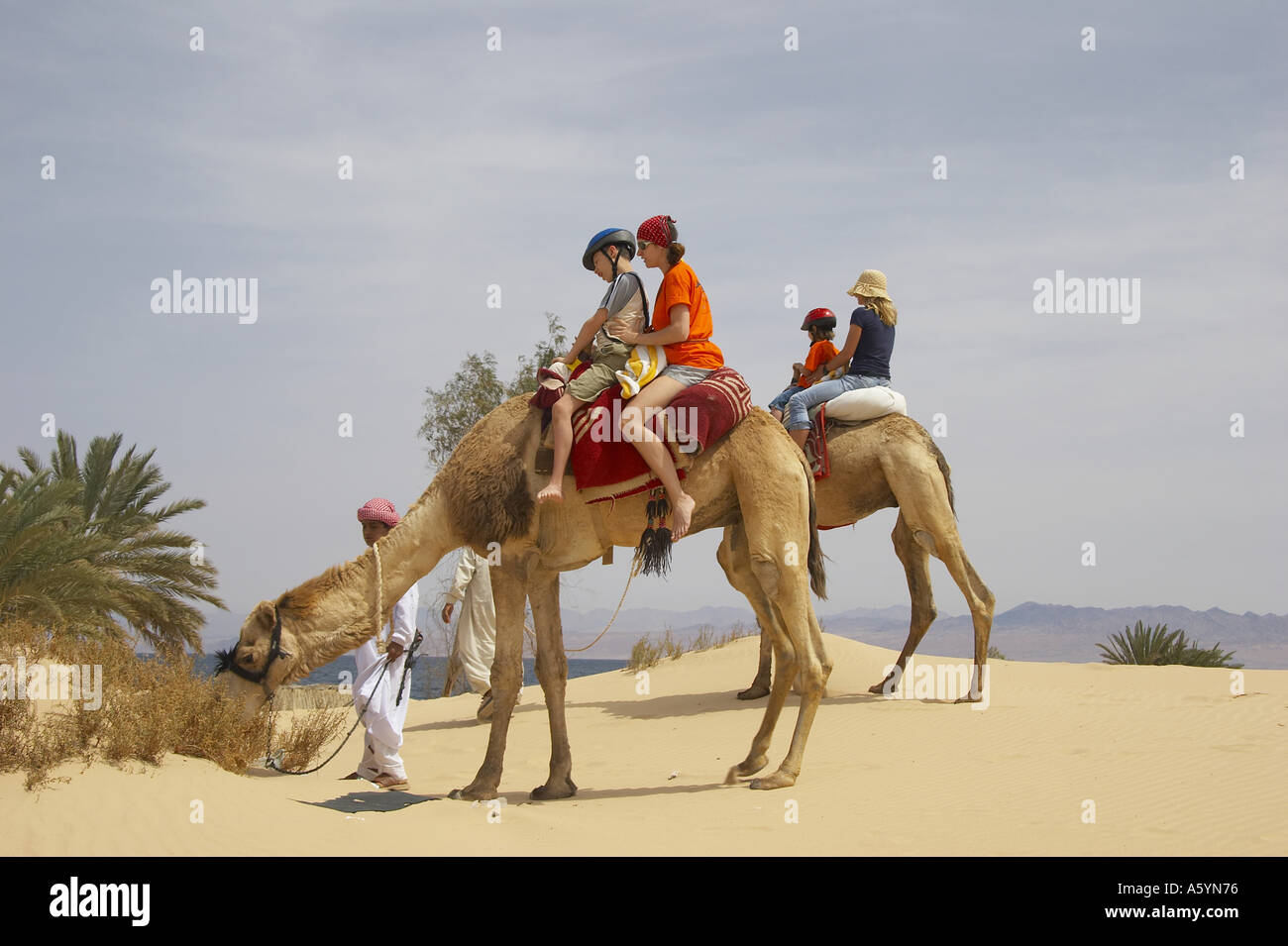 hippo therapy with camel / camel riding Stock Photo - Alamy