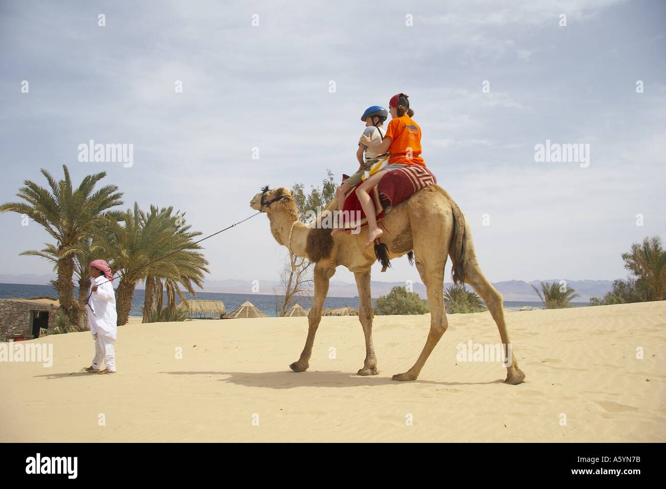 hippo therapy with camel / camel riding Stock Photo - Alamy