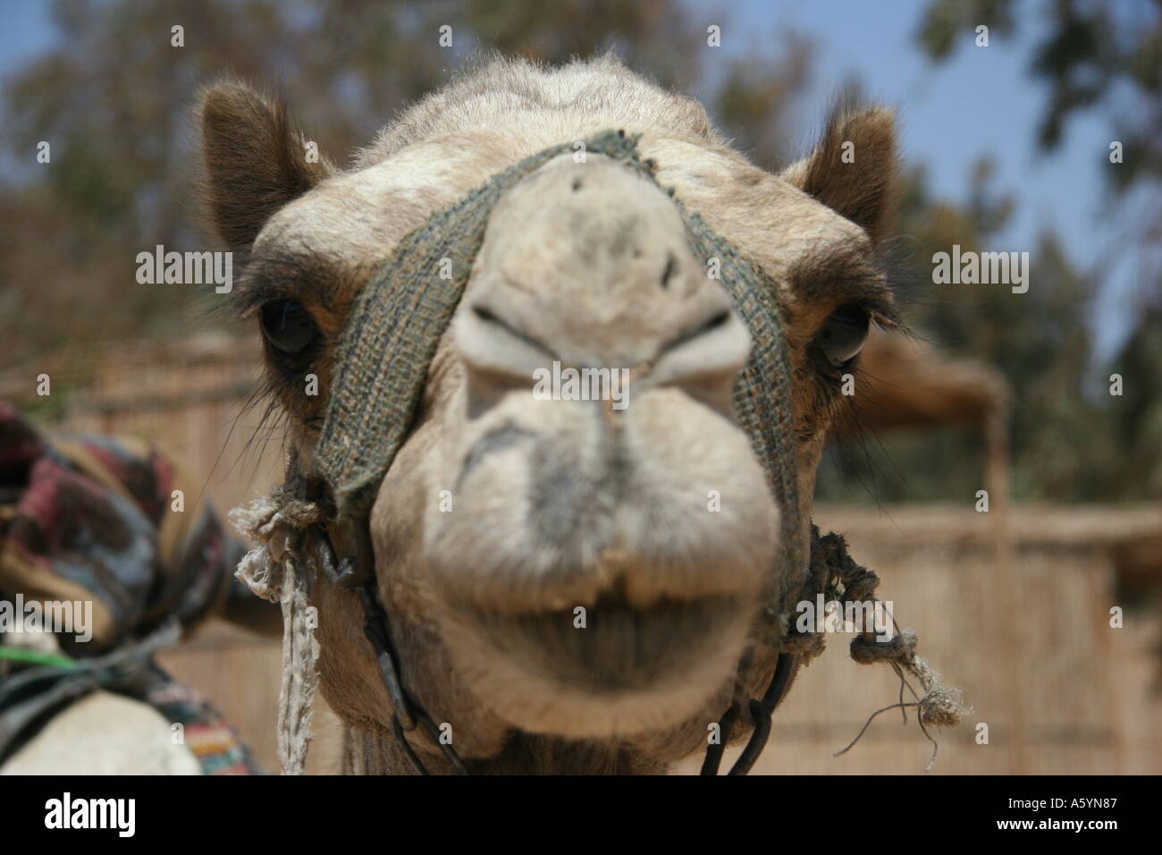Head camel camels head hi-res stock photography and images - Alamy