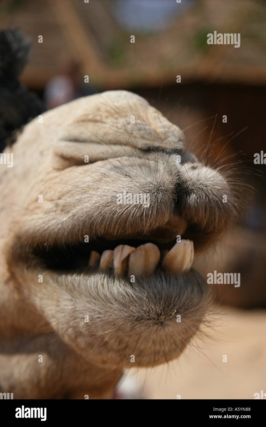 mouth of camel / teeth Stock Photo - Alamy