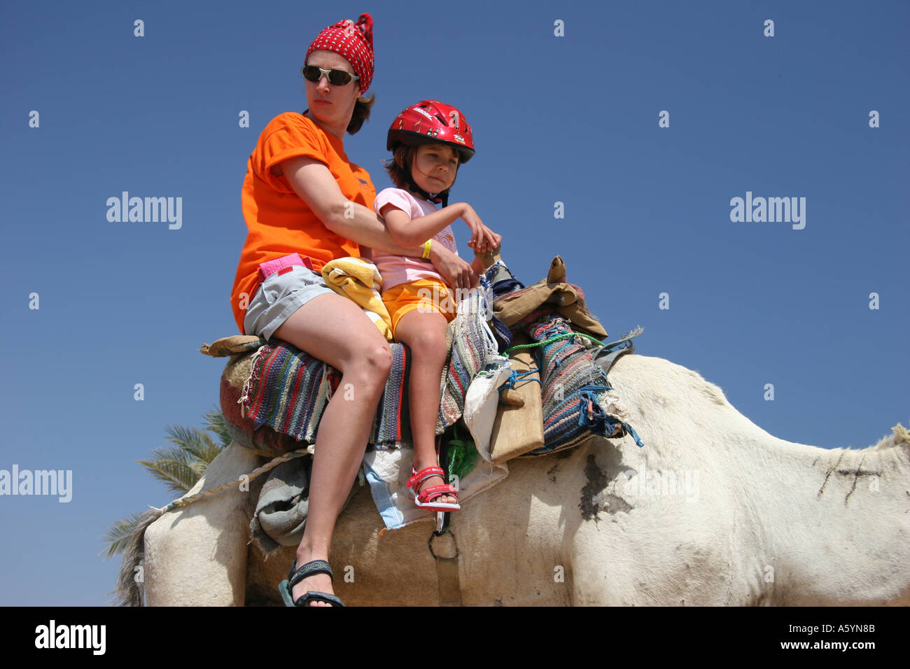hippo therapy with camel / camel riding Stock Photo - Alamy