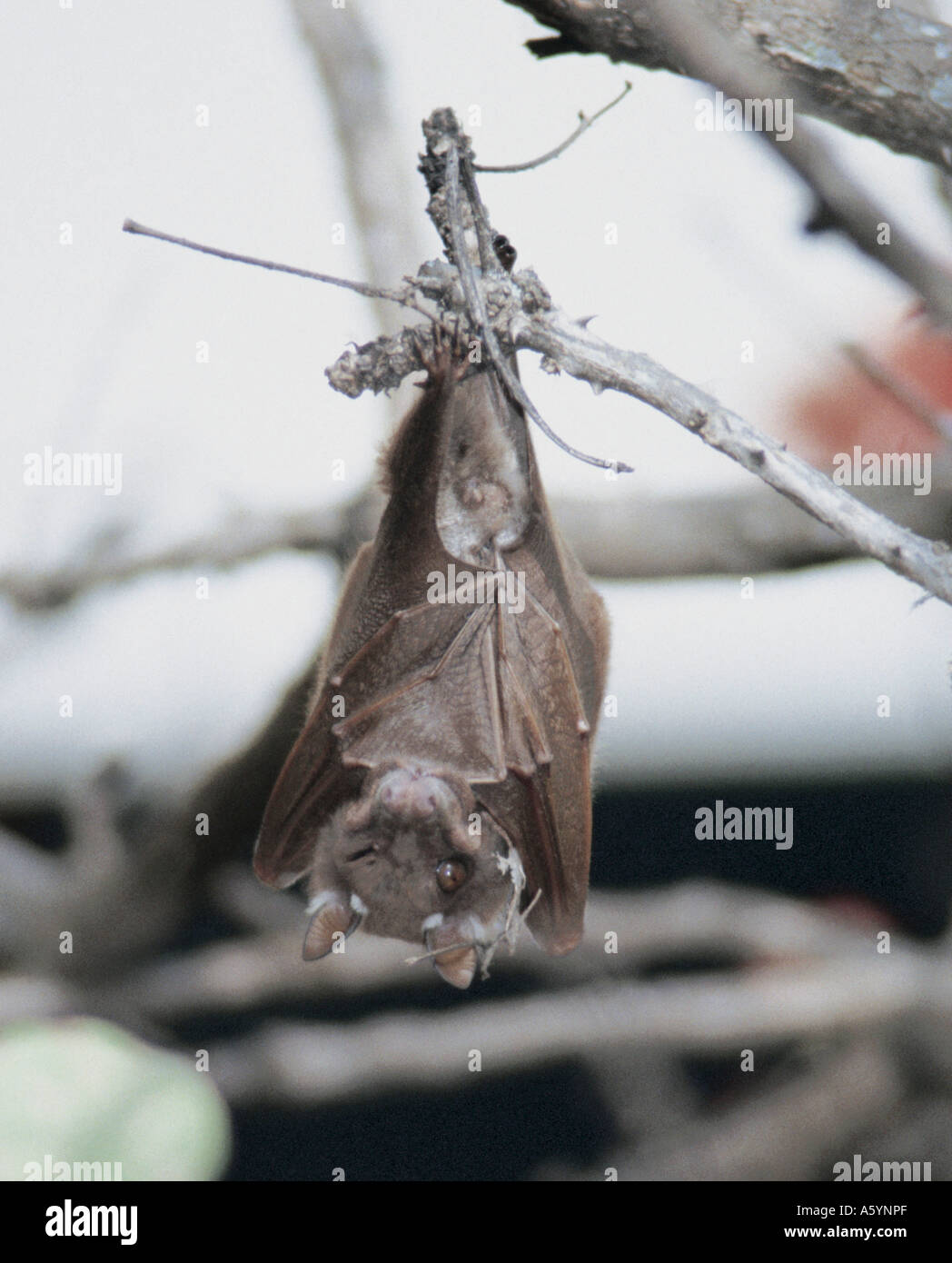 Close-up of Straw Colored Fruit Bat (Eidolon hevlum) hanging in tree ...