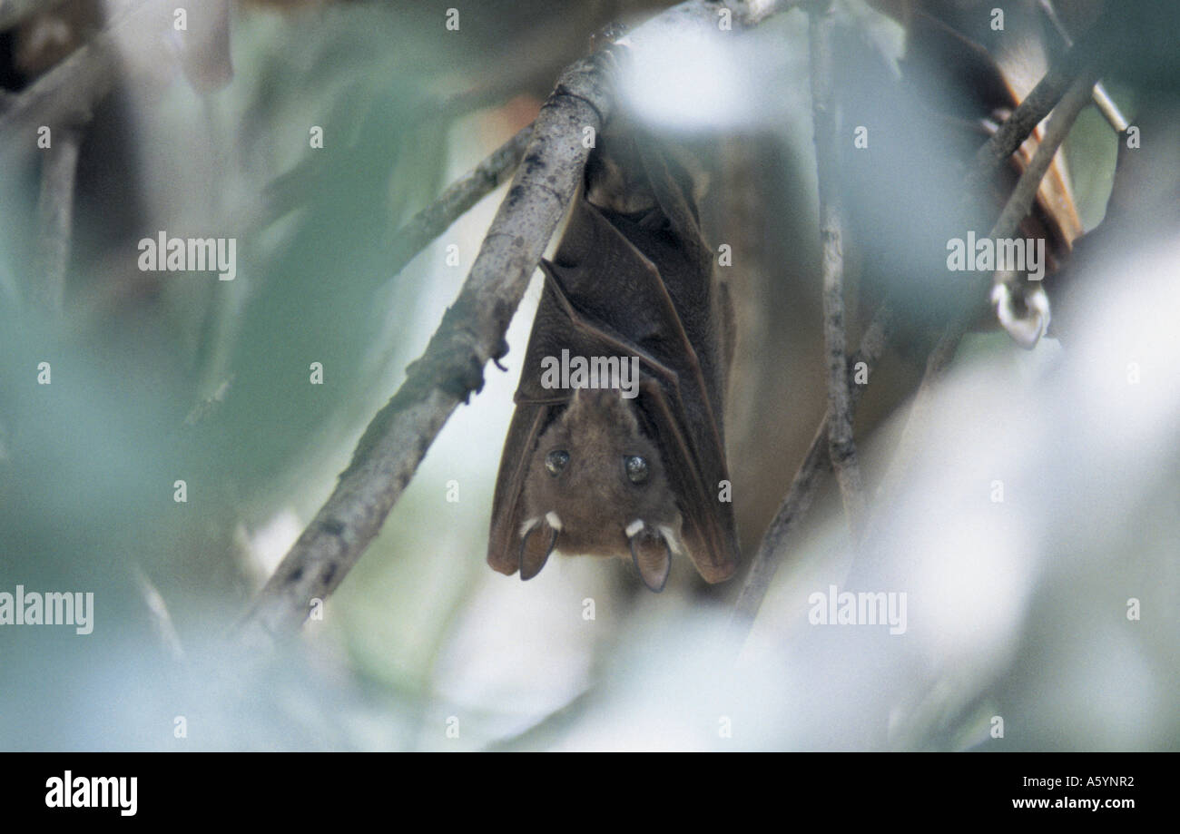 Eidolon helvum close hi-res stock photography and images - Alamy