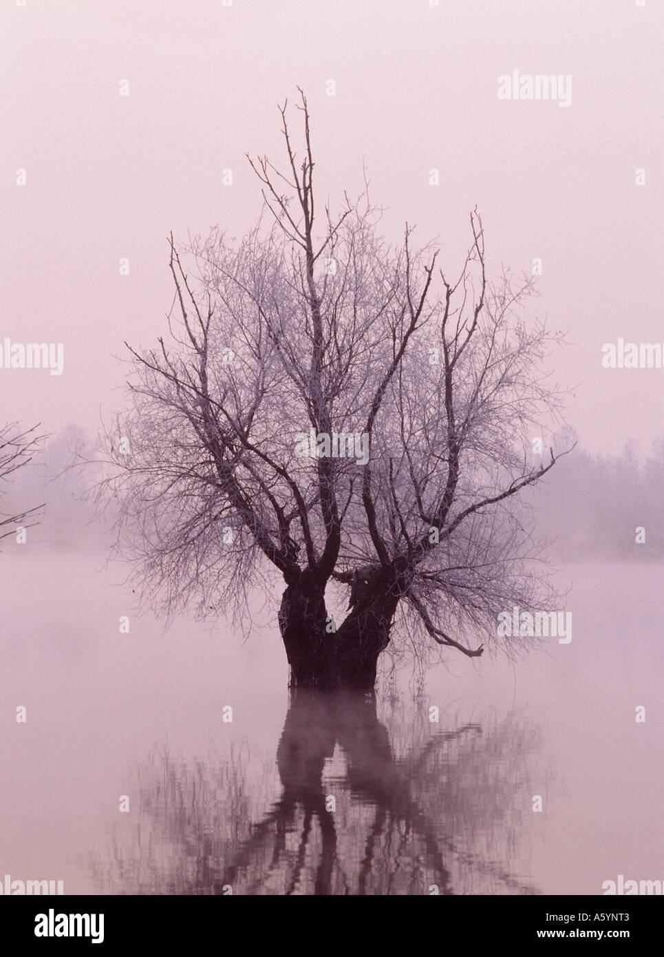 Willow tree submerged in water, Yssel River, Ijssel, Netherlands Stock ...