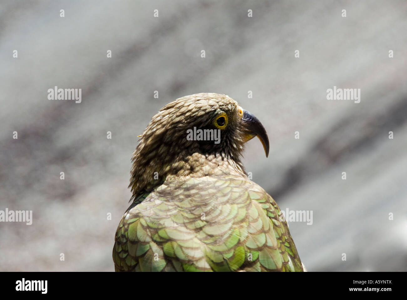 The New Zealand Kea alpine parrot Nestor Notabilis Stock Photo - Alamy