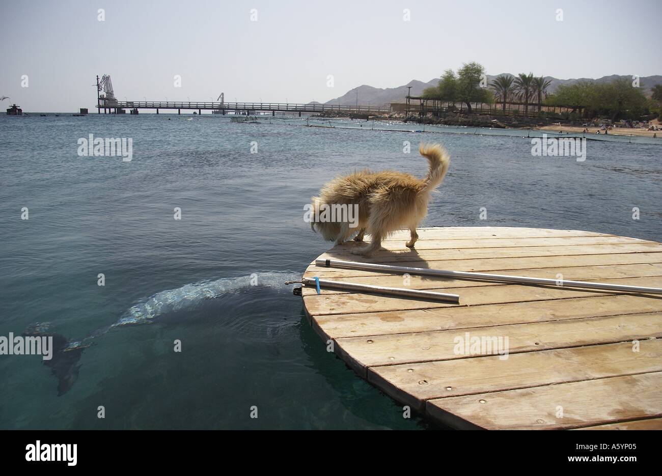 Dog dolphin hi-res stock photography and images - Alamy