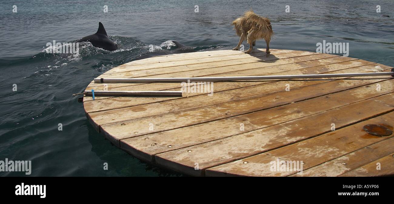 Dog dolphin hi-res stock photography and images - Alamy