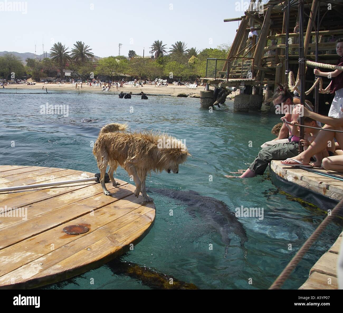 Dog dolphin hi-res stock photography and images - Alamy