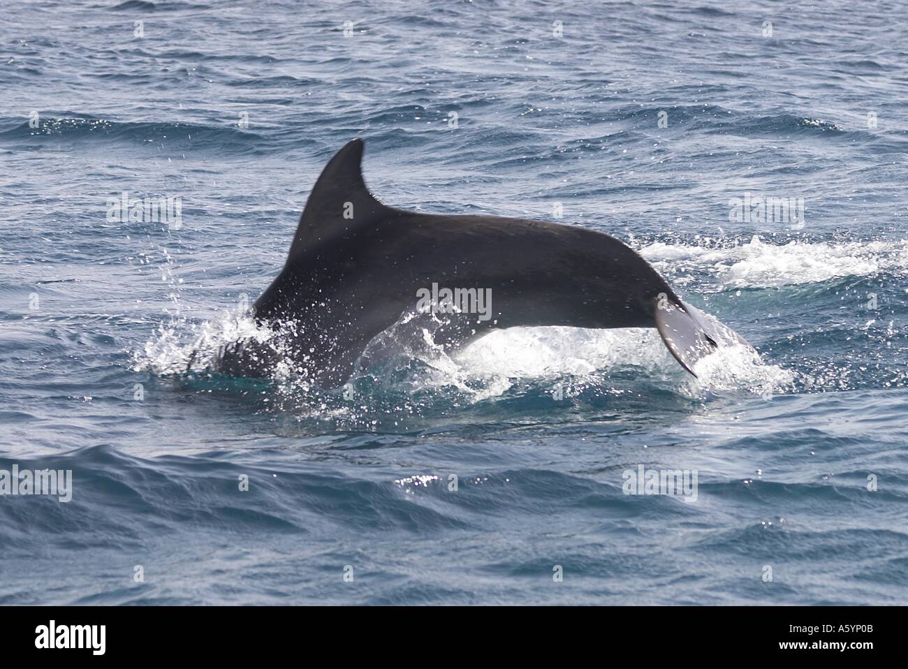 Dynamic dolphin jump hi-res stock photography and images - Alamy