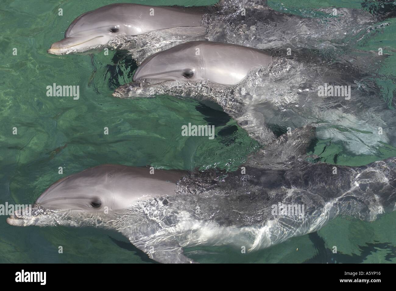 3 dolphins hi-res stock photography and images - Alamy