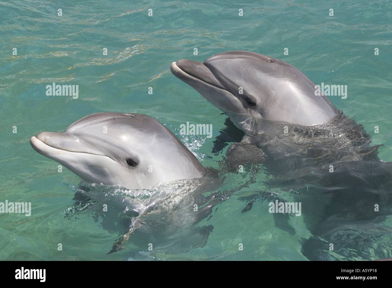 Dolphin lovers hi-res stock photography and images - Alamy