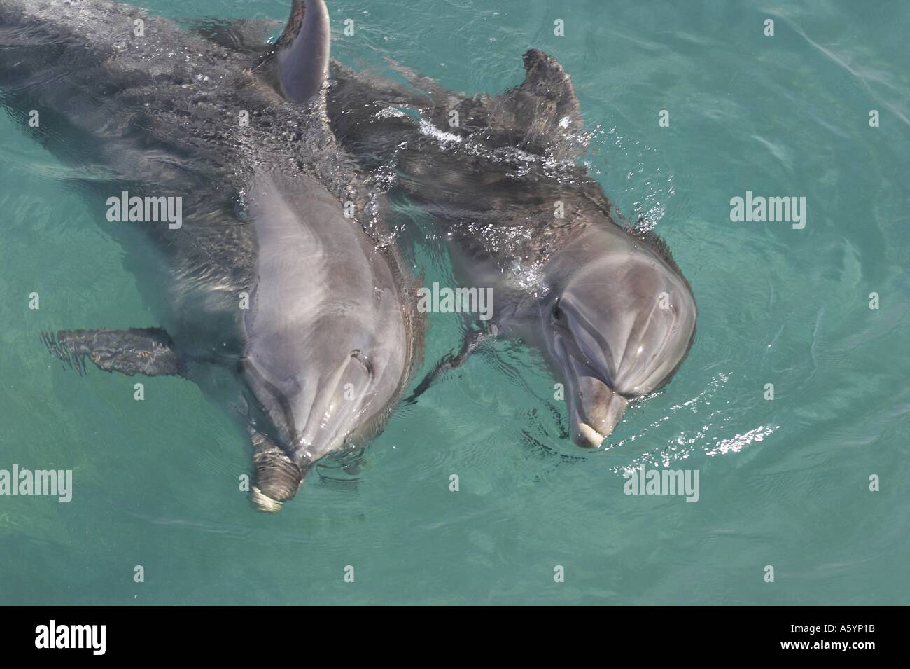 Dolphin pairs hi-res stock photography and images - Alamy