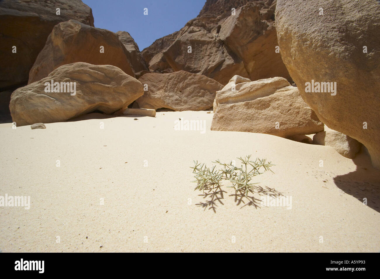 life in the desert Stock Photo - Alamy