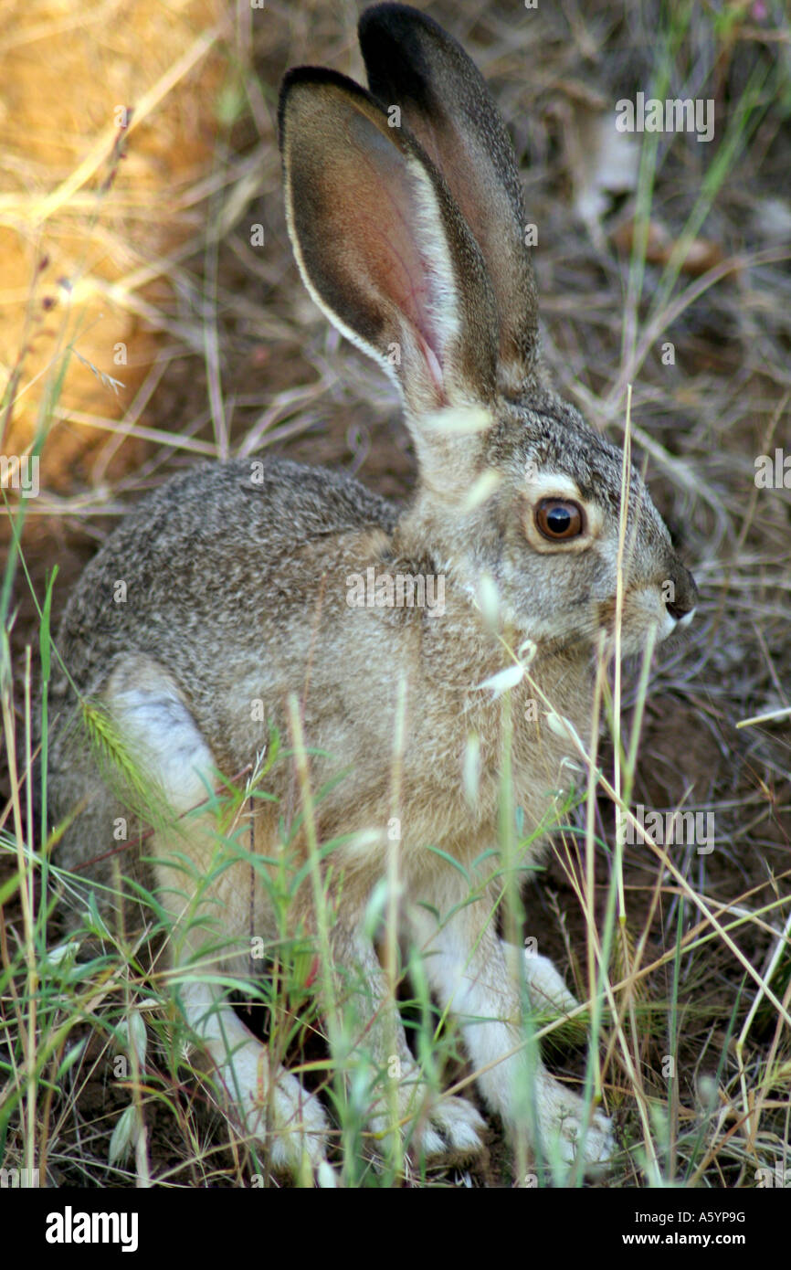 Black tailed jackrabbit Stock Photo - Alamy