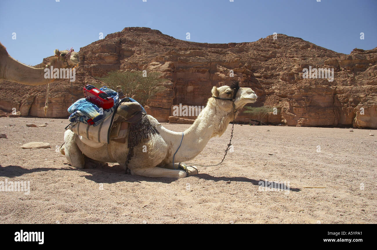 camel in desert Stock Photo - Alamy