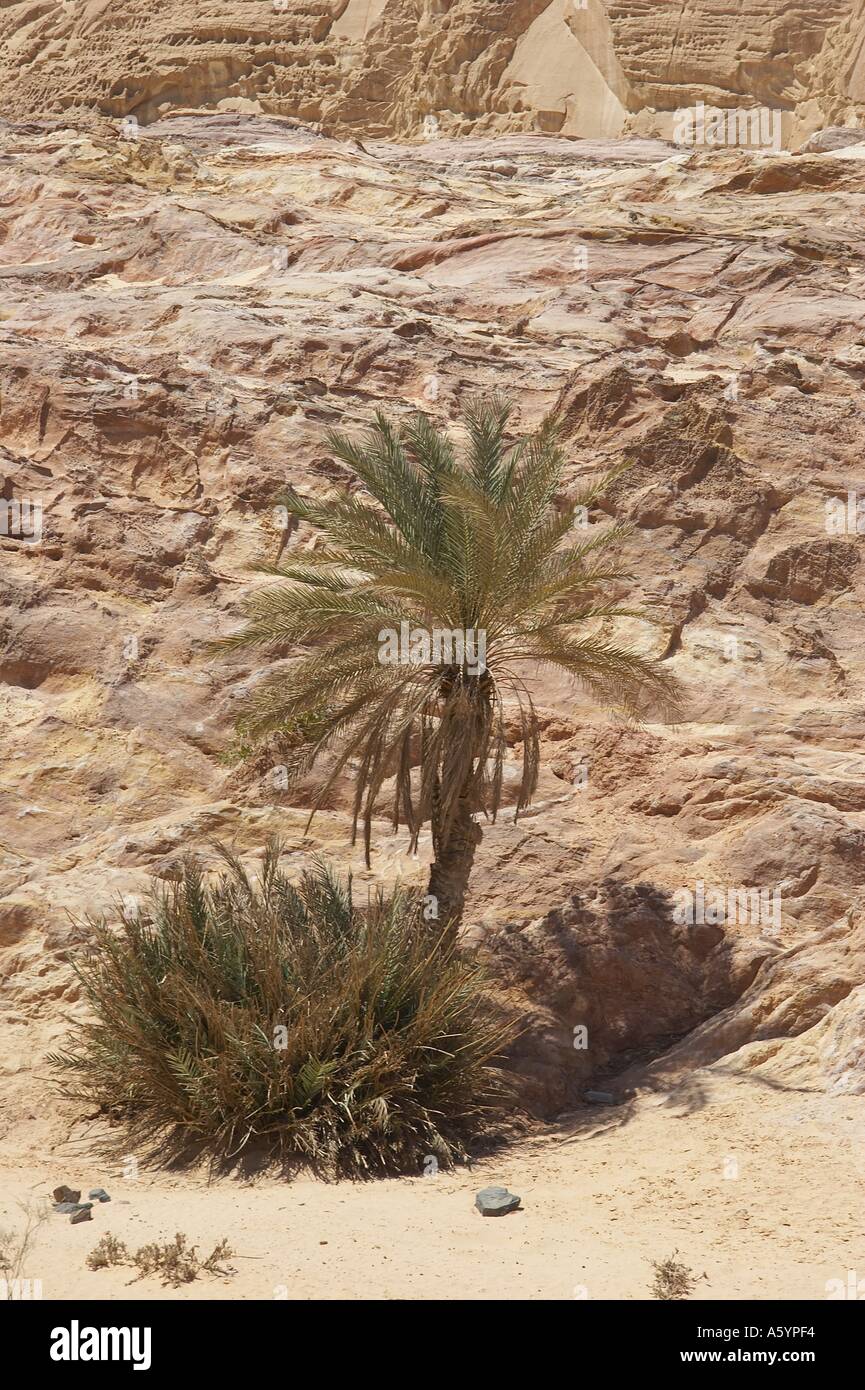 oasis Ain Khudra Stock Photo - Alamy