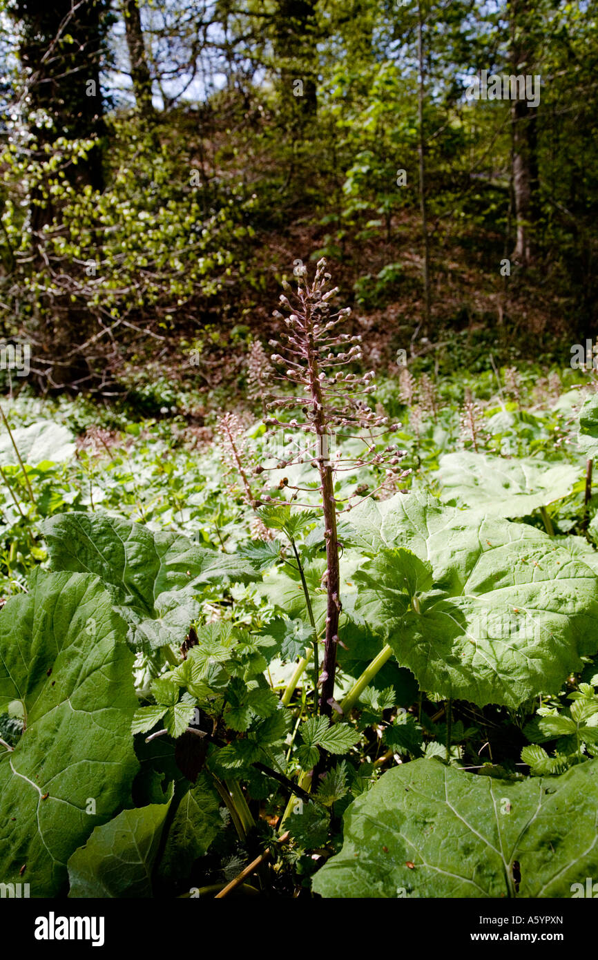 Butterbur flower rising above the butterbur leaves Stock Photo - Alamy