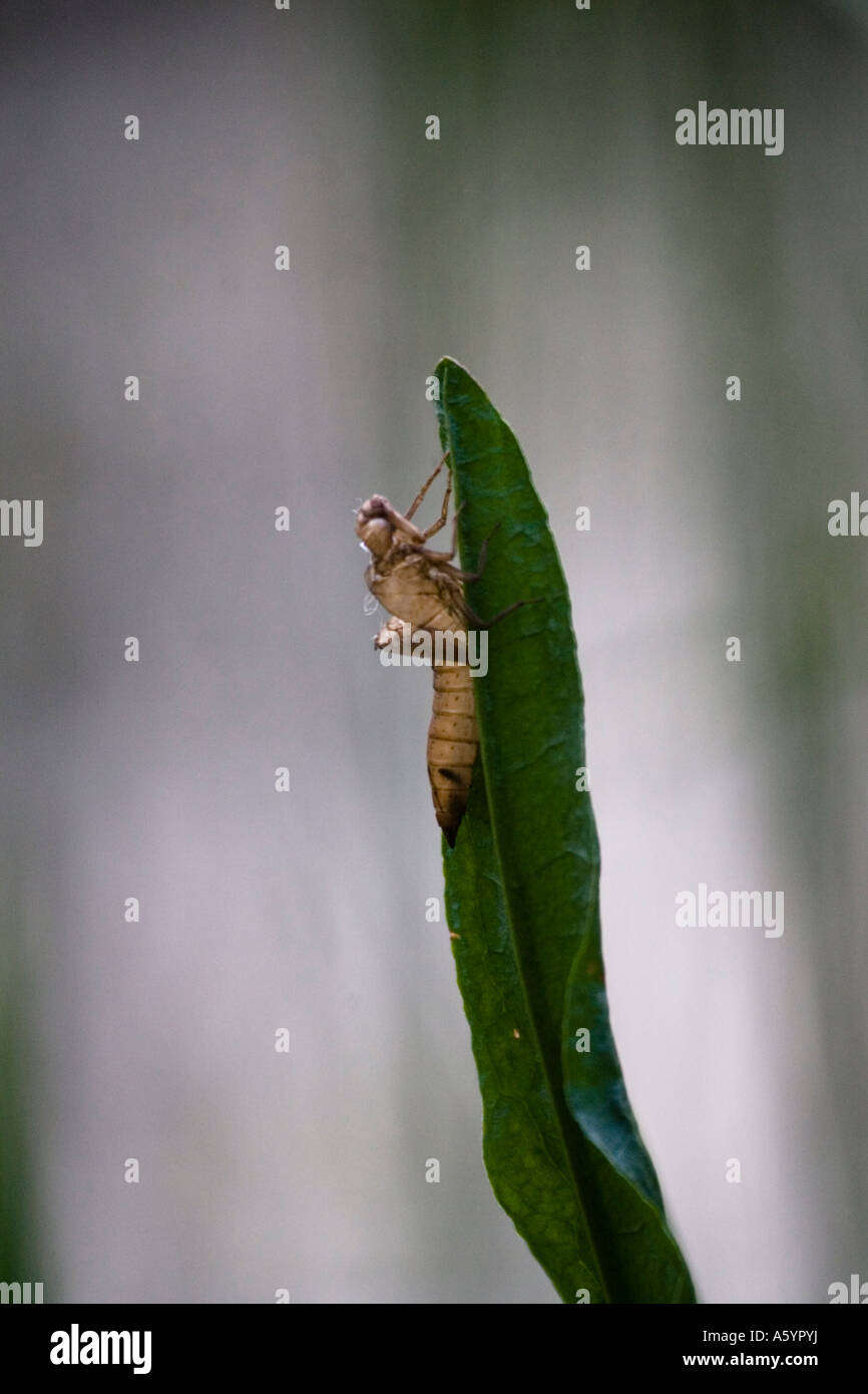 Dragonfly exuvium hi-res stock photography and images - Alamy