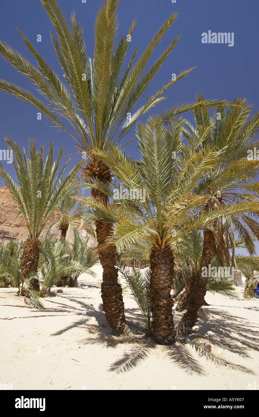 Ain khudra hi-res stock photography and images - Alamy